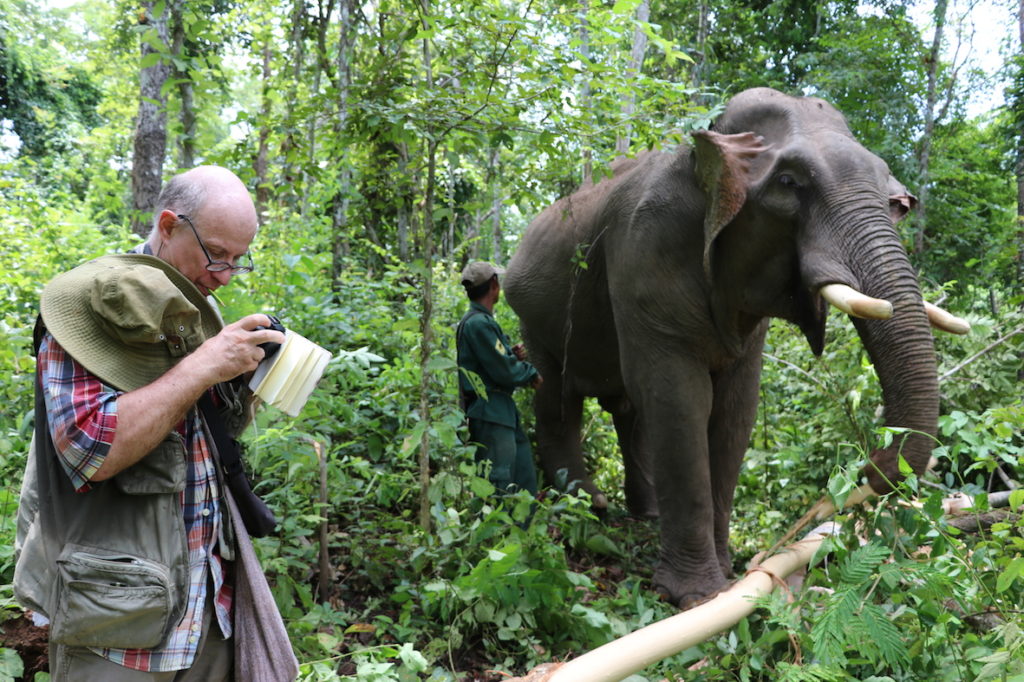 Vidéo – Savoirs traditionnels et médecine des éléphants au Laos ...